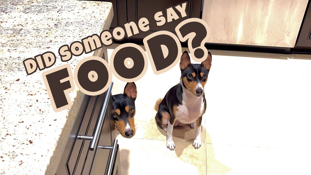 Basenjis Eating Dinner - YouTube