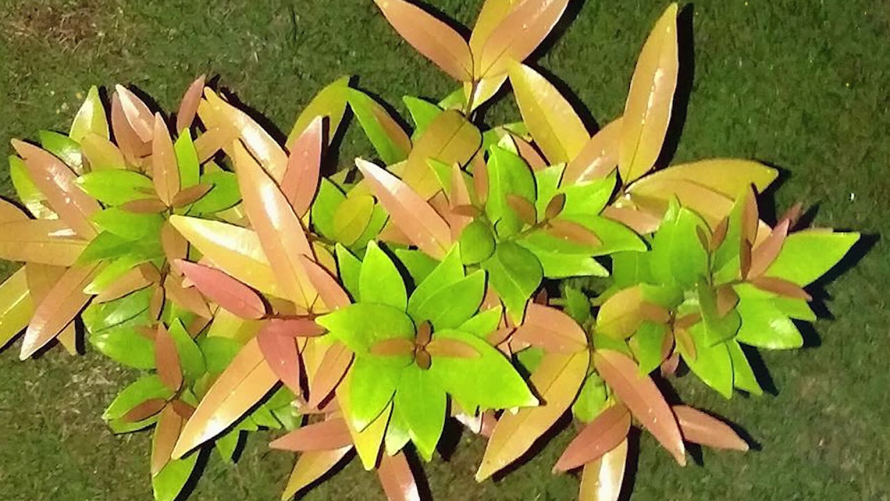 Marlo's Plants & Flowers - YouTube