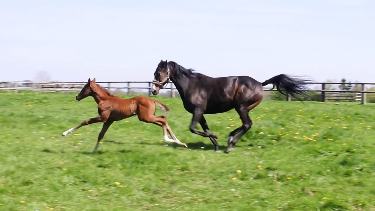 Foal's first gallop - YouTube