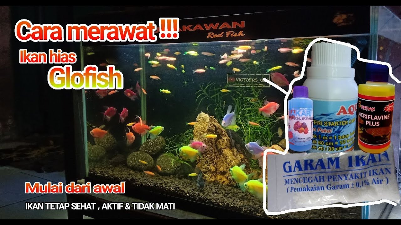 Cara Merawat ikan hias Glofish , Mulai dari awal tetap sehat , aktif ...