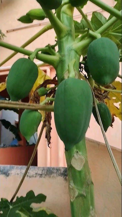 1st Papaya from Our Garden #healthy #fruit #homegrown #fitnessdiet ...