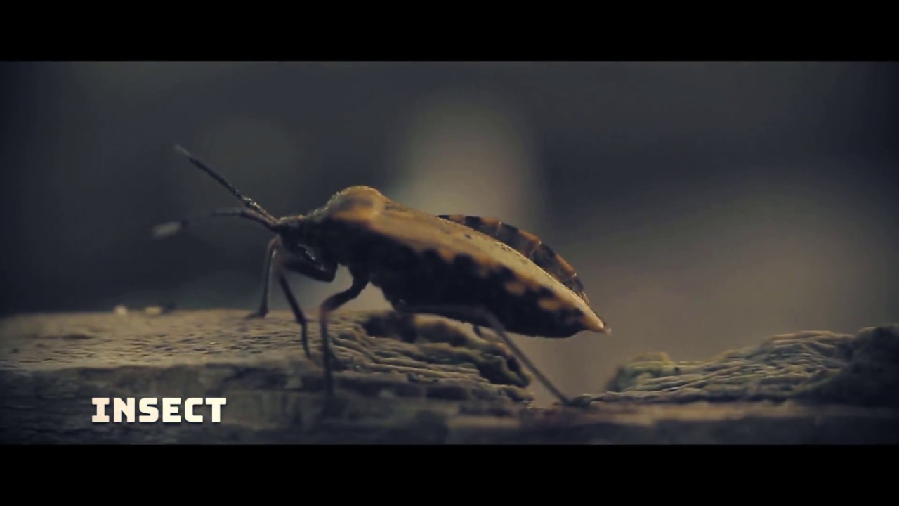 Insect Film - YouTube