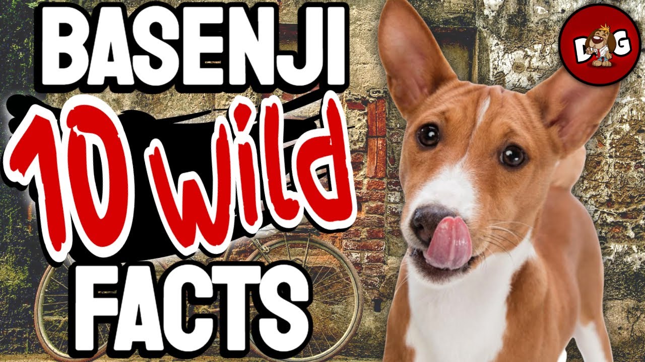 10 Wild Basenji Facts You Would Have Never Known About 🐕 - YouTube