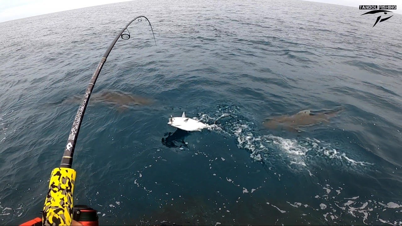 Tulingan Nakipaghabolan Sa Mga Pating Kaya Nauwi Sa.. | Rock Fishing ...