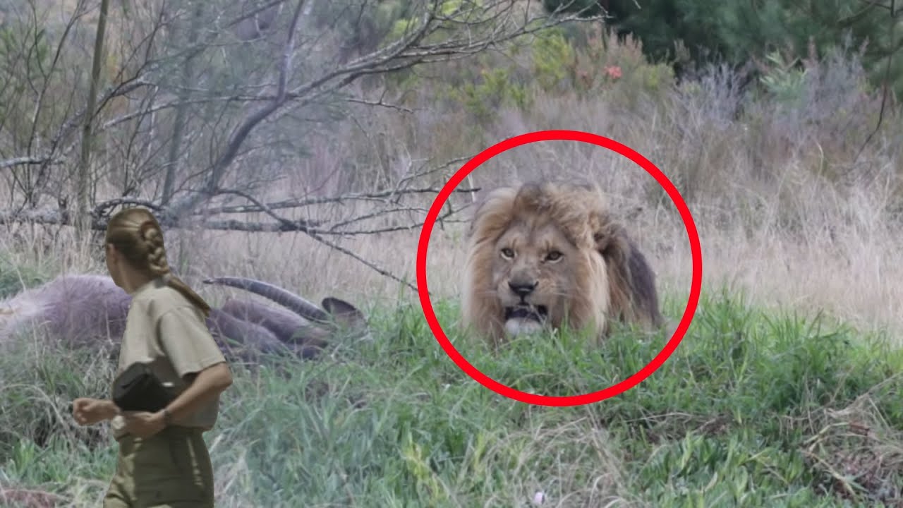 4 Scary Lion Encounters You Should Avoid Watching (Part 5) - YouTube