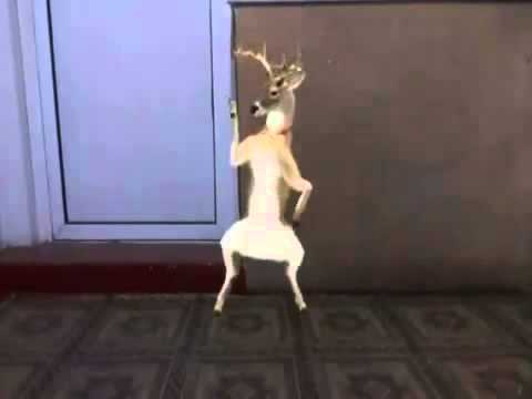 GULMELI.maraqli.komik