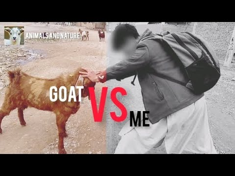 Man vs Goat - Which one do you think will win?#animals #goat @ANIMALS ...