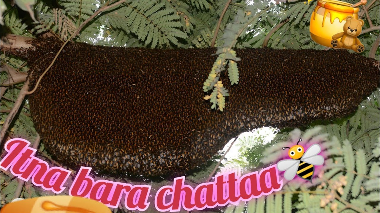 MIR MINI FOREST🌲 - YouTube