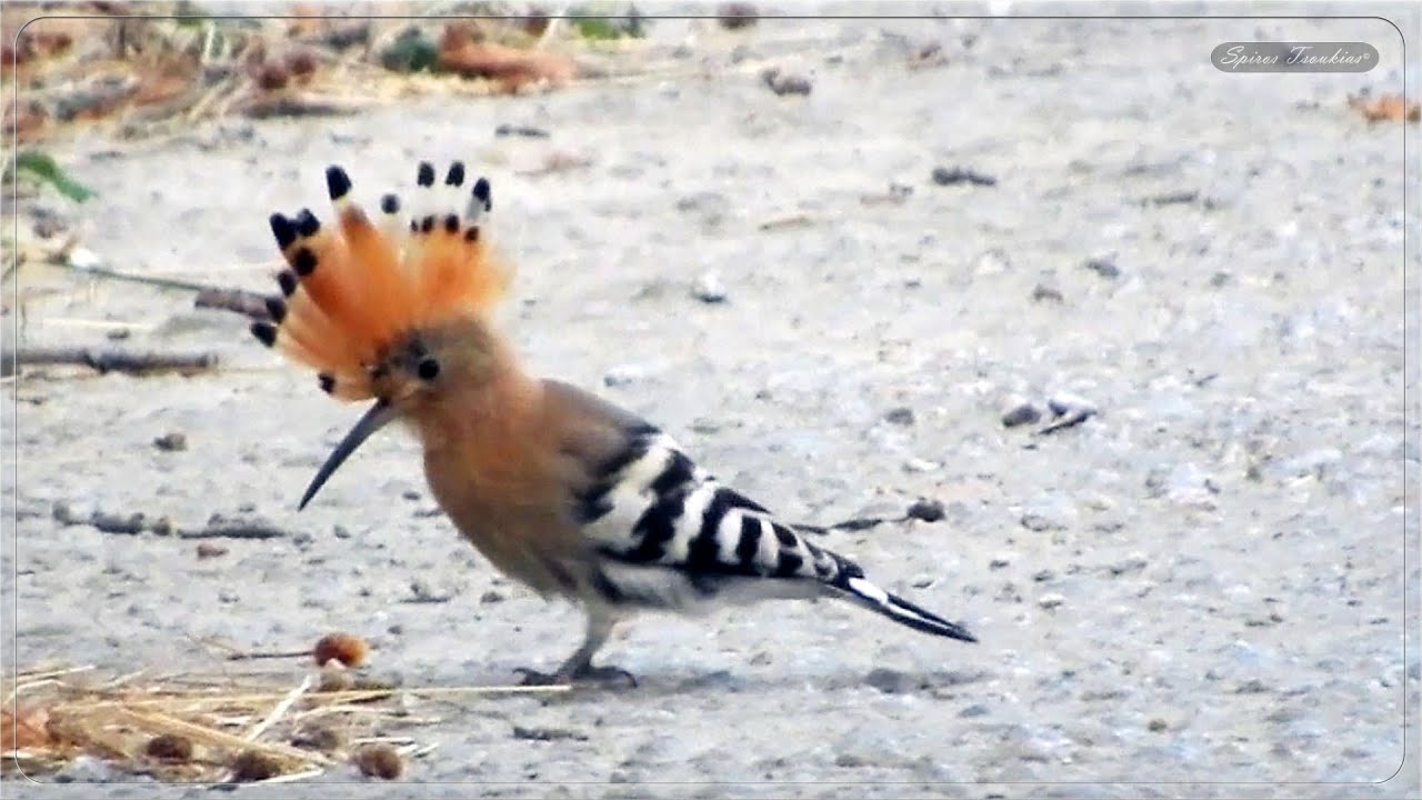 Τσαλαπετεινός στο δρόμο - Upupa epops - Hoopoe - YouTube