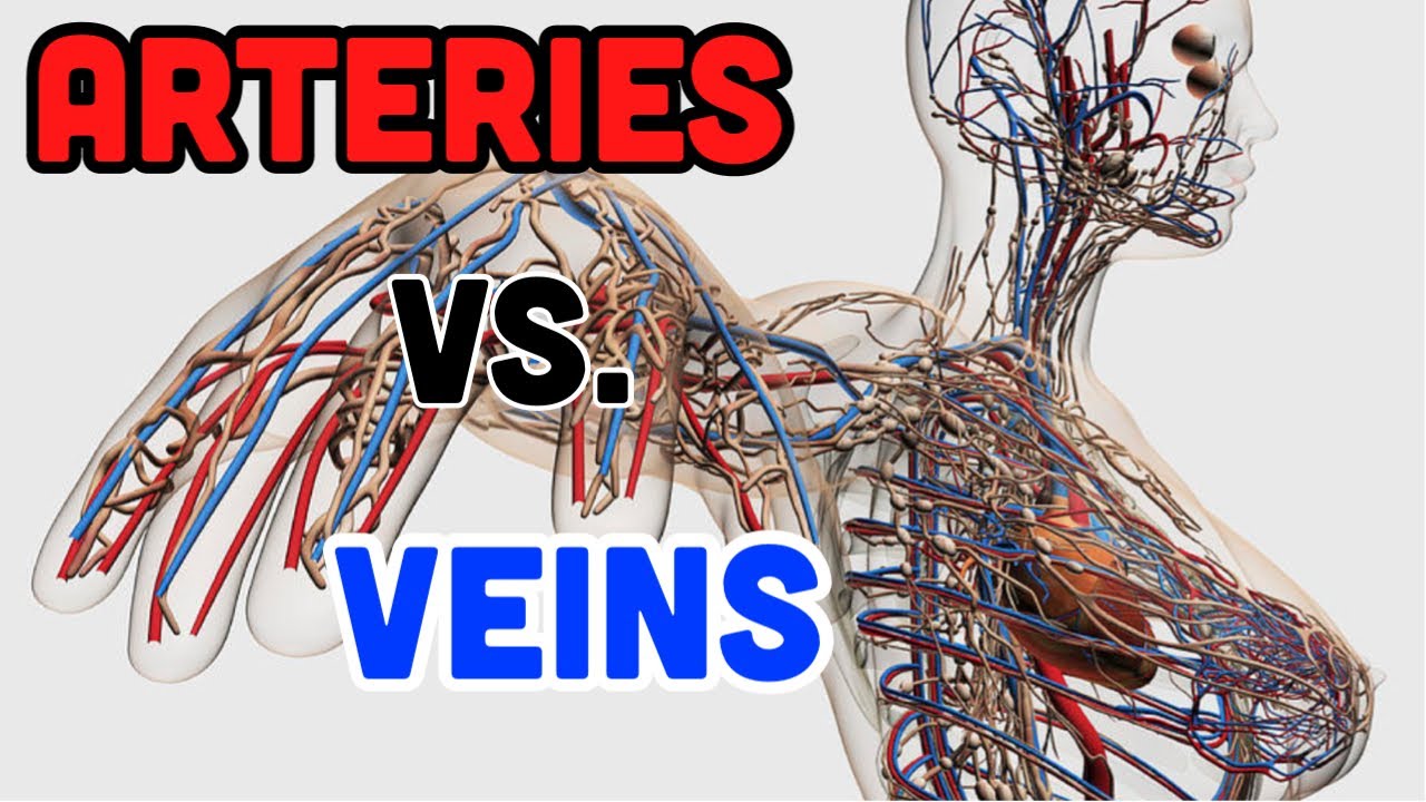 Differences between ARTERIES & VEINS? | Doctor Explains in 90s - YouTube