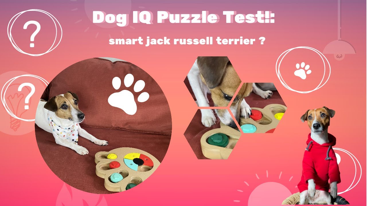 Amazing Dog! Smart jack russell terrier - Dog IQ Puzzle Test! - YouTube