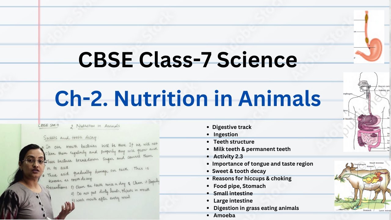 Ch-2. Nutrition in Animals || Class-7 CBSE Science - YouTube