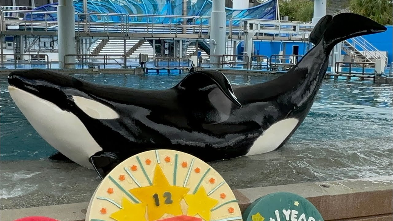 SeaWorld Orlando Makaio's 12th Birthday | Killer Whale Up Close Tour 4 ...