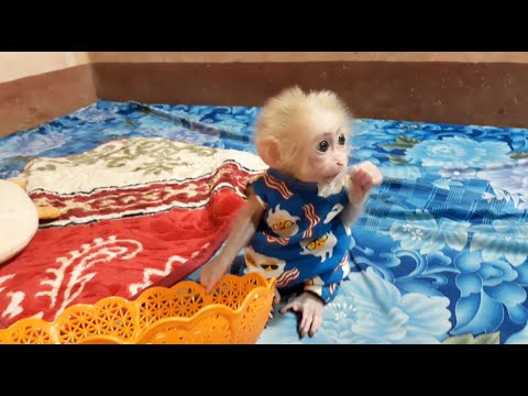Baby Monkey Lusi Is So Small And Lovely Waiting To Drink Milk - YouTube