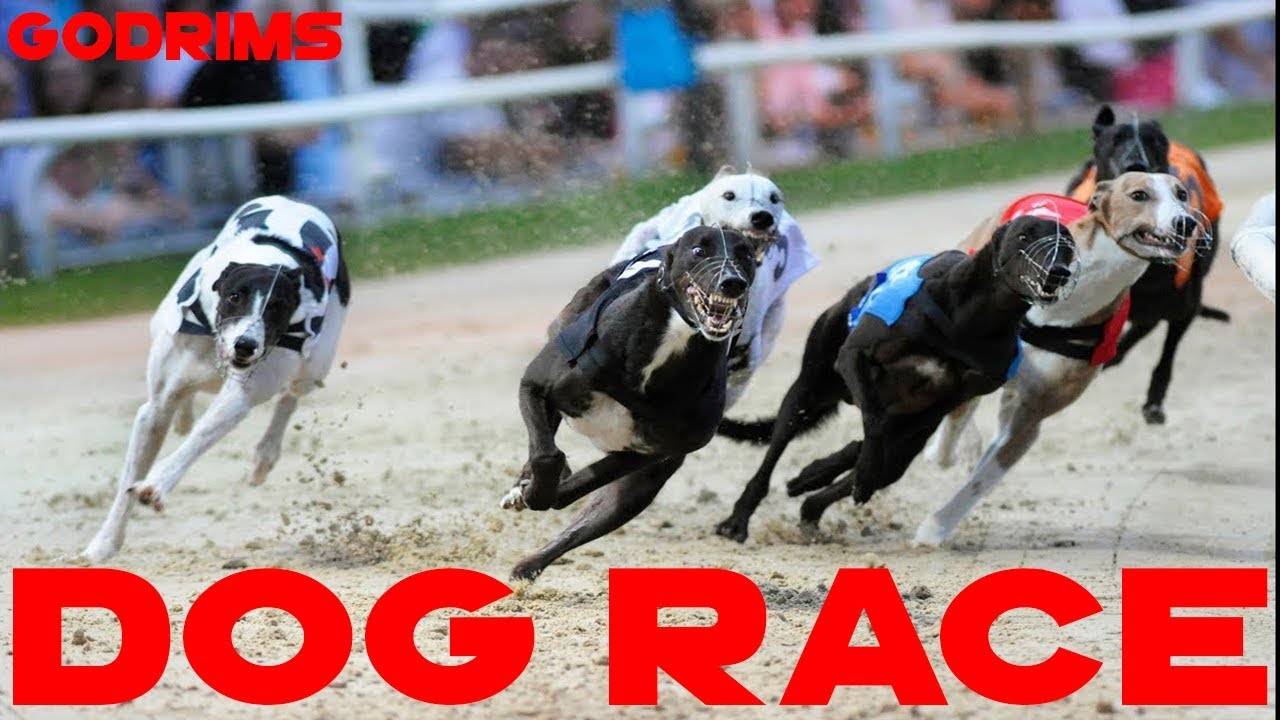 Amazing Dogs Race in Saudi Arabia - YouTube