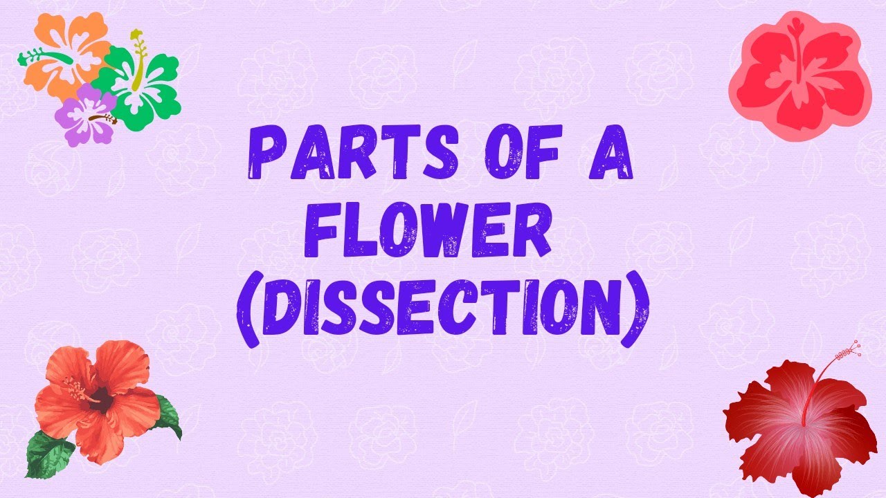 PARTS OF FLOWER DISSECTION OF FLOWER YouTube parts-of-flower-dissection-of-flower-youtube