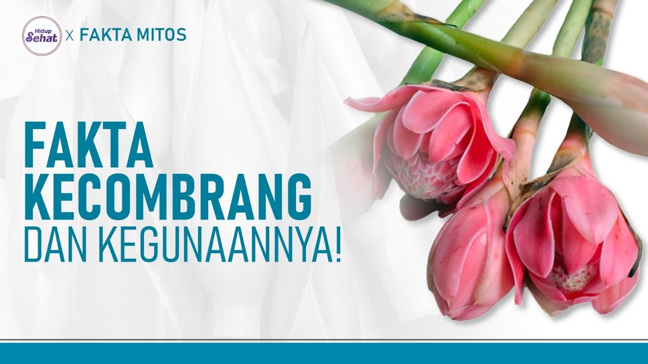 Segudang Manfaat Kecombrang Untuk Kesehatan | Hidup Sehat tvOne - YouTube