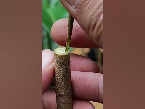 cara sambung sisip durian 100% anti gagal - YouTube
