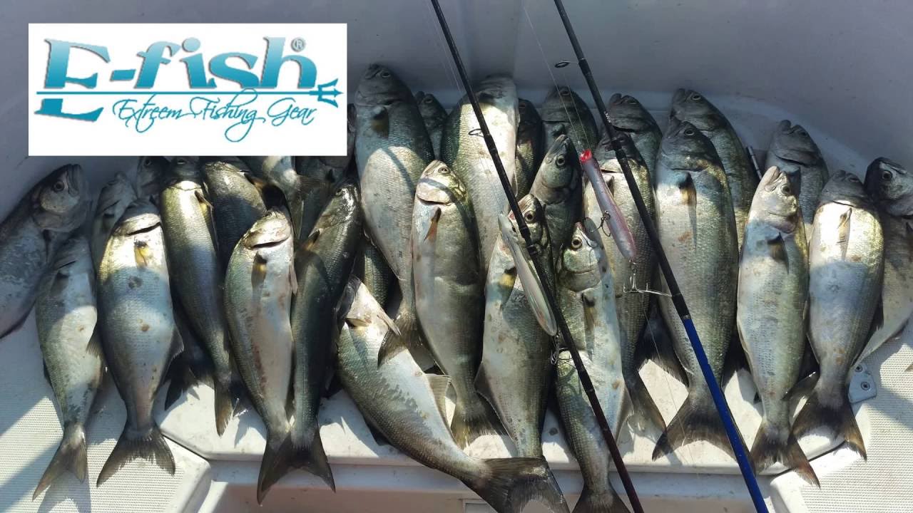 Bluefish on the surface - YouTube