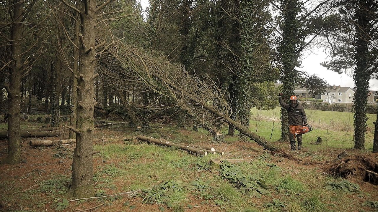 These Were Supposed To Be Easy ! Storm Éowyn Clean up - Part 4 - YouTube