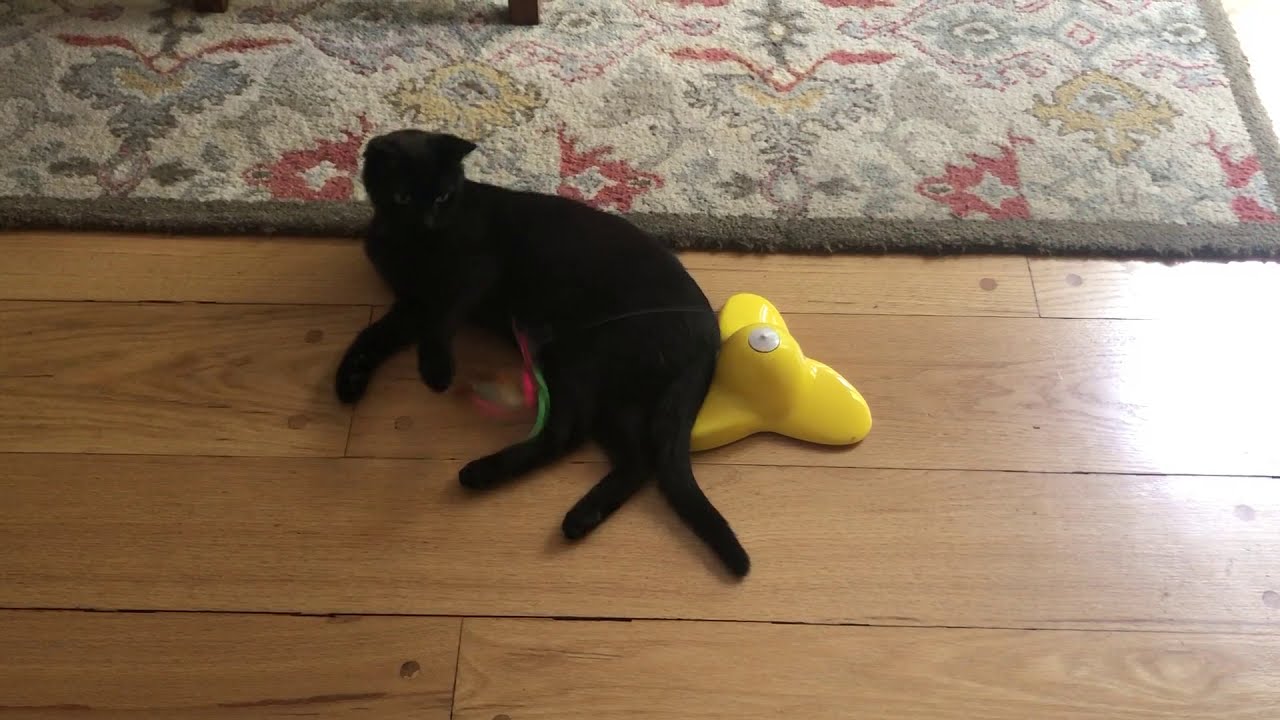 Meeka - adoptable cat from The Dancing Cat - YouTube