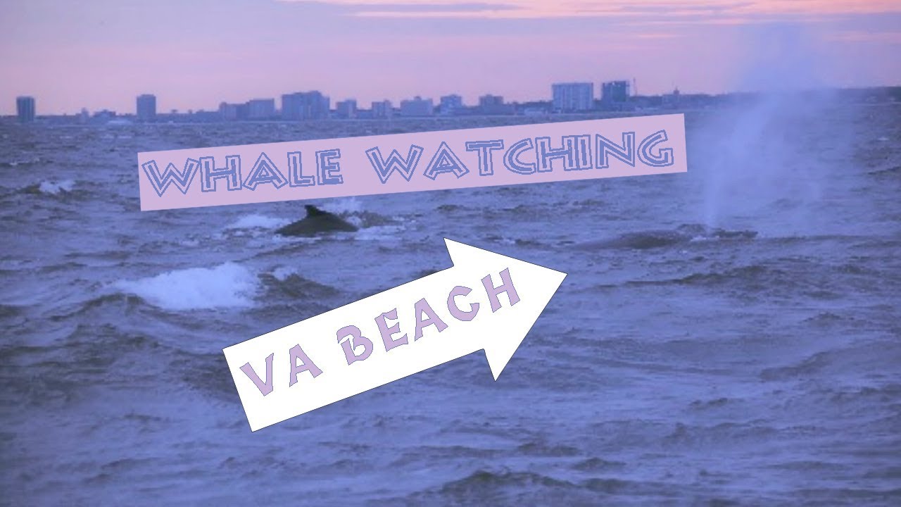 Whale Watching In Va Beach!!! - YouTube