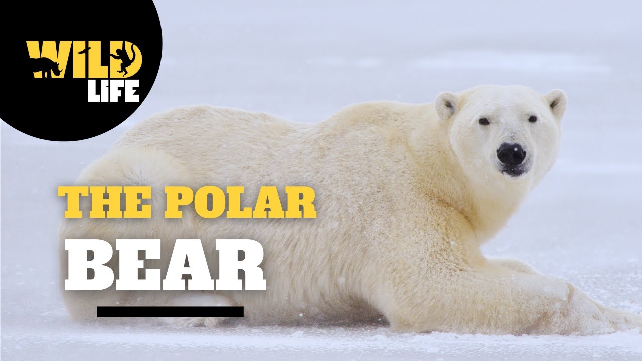 episode2| Arctic Titans: Exploring the World of Polar Bears #polarbears ...