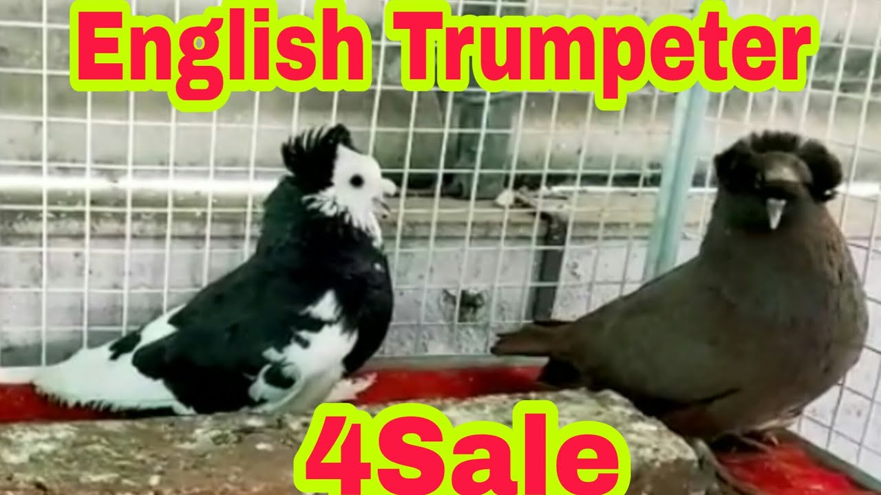 English Trumpeter Double color For Sale Breeding Pair 1 June 2020 - YouTube
