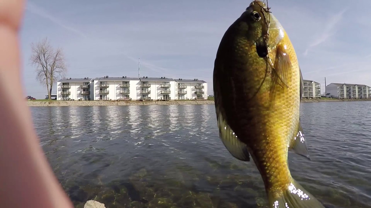 Morton, Illinois Fishing Report - 11/26/16 - Catch, Clean, Cook ...