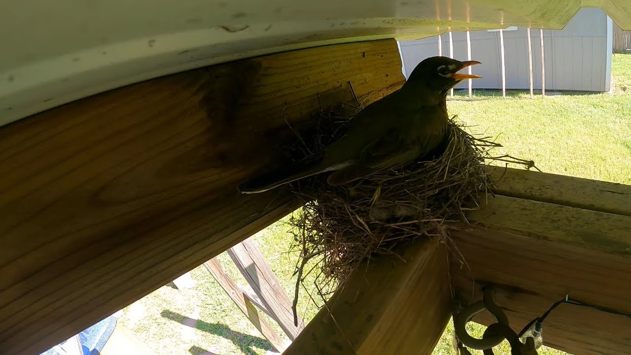 "Live: Red Breast Robin Nesting - Watch Nature's Miracle Unfold!" Ep 3 ...