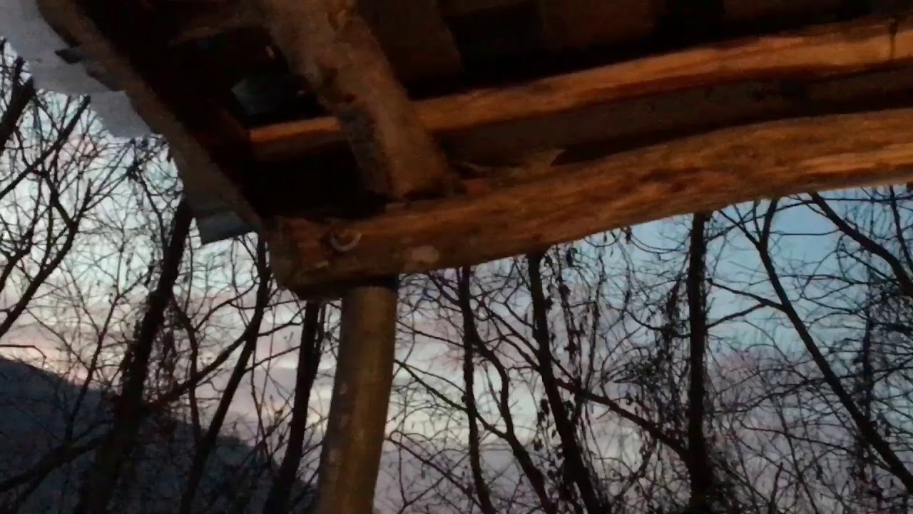 Harabeli i shtëpisë (Passer domesticus) - YouTube