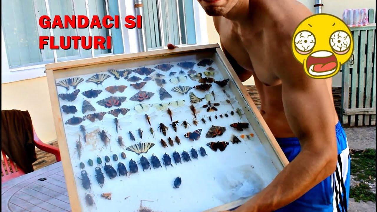 FOARTE MULTE INSECTE COLORATE ! INSECTARUL MEU - YouTube