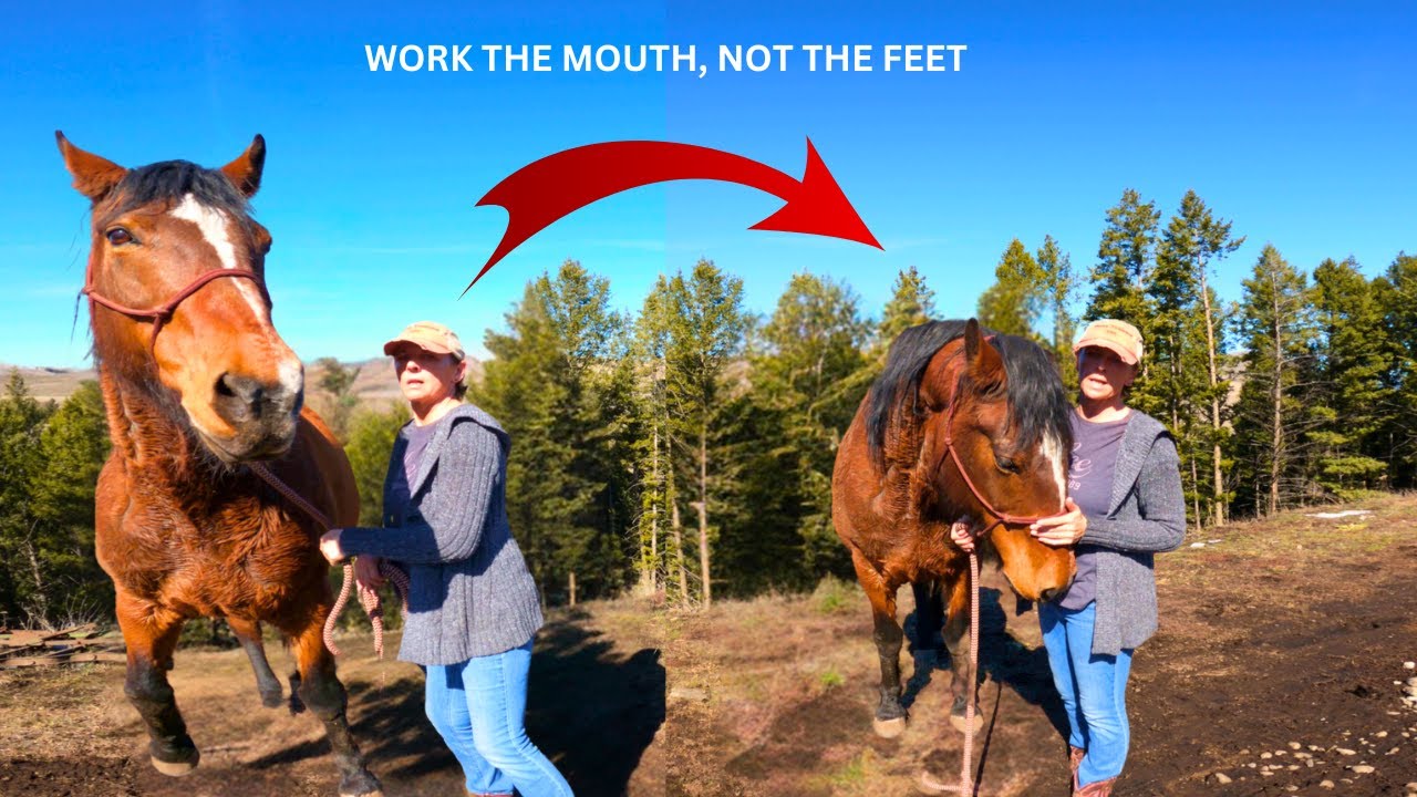 HOW TO HELP A DISTRACTED, ANXIOUS HORSE(IMMEDIATE RESULTS!) - YouTube