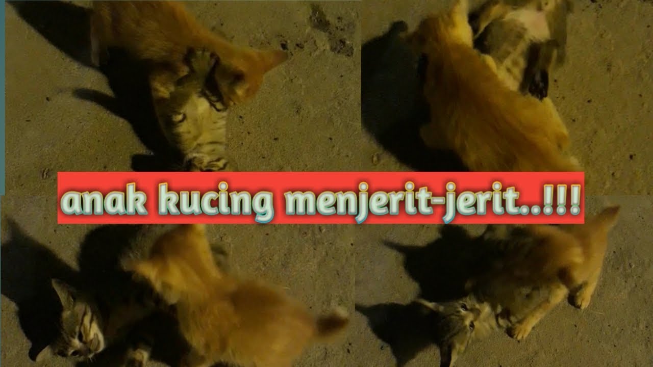 ANAK KUCING BERANTEM MENJERIT-JERIT | LUCU - YouTube