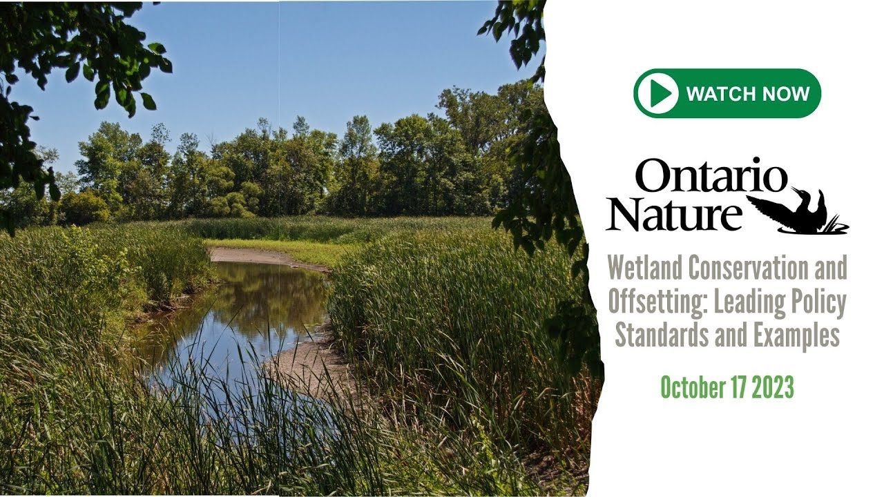 Wetland Conservation and Offsetting: Leading Policy Standards and ...