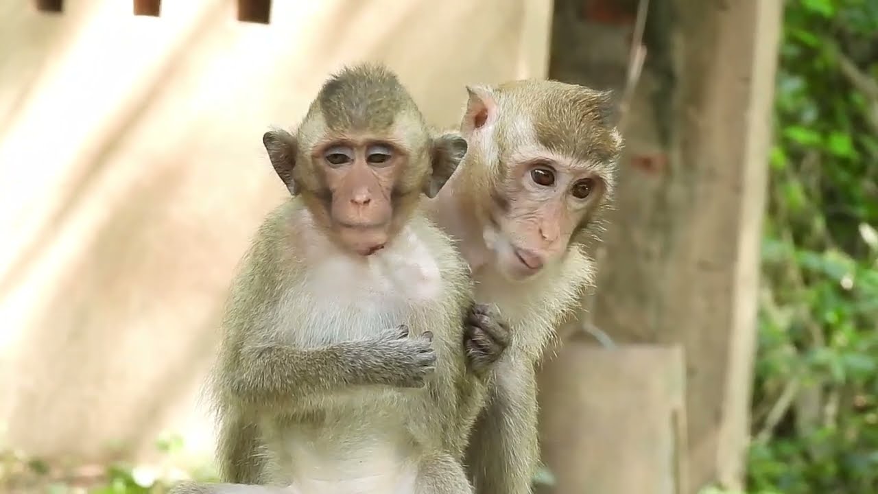 Poor orphan Nancy has comforting by big monkey, Nancy looks happy and ...