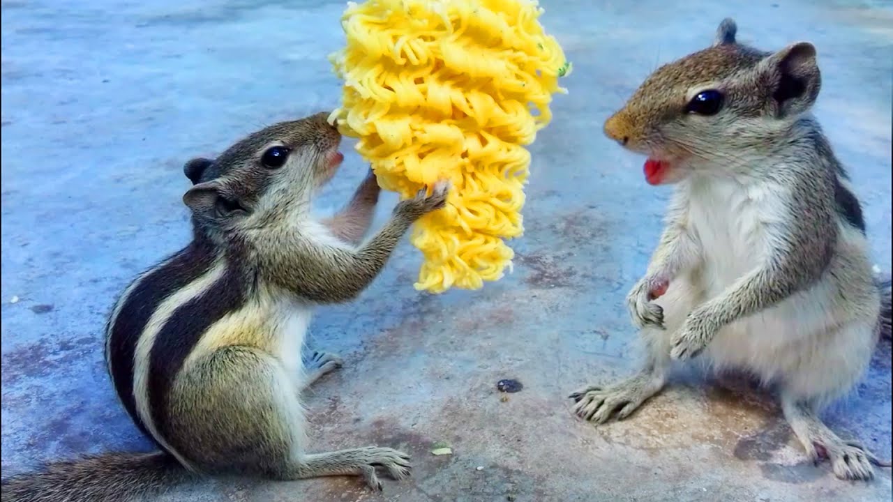 Adorable Squirrels in Action: Cute Overload Guaranteed! - YouTube