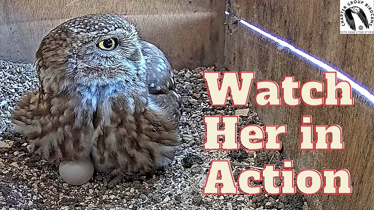 Intimate Moments: Little Owl Incubating Her Eggs with Care - YouTube