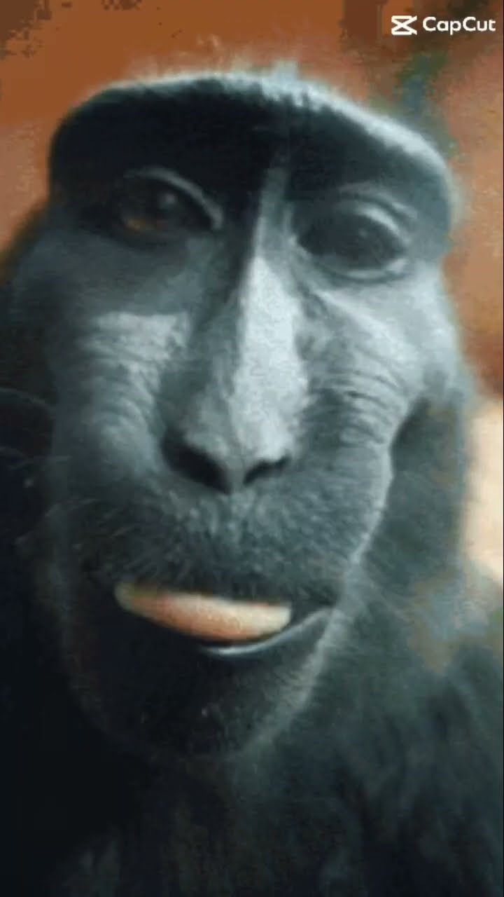 Rizz monkey #funny #rizz - YouTube