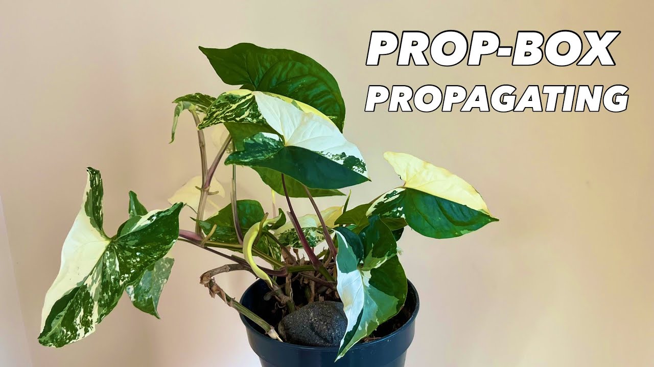 Perlite Prop-Box Propagation with Syngonium Podophyllum Albo Variegata ...