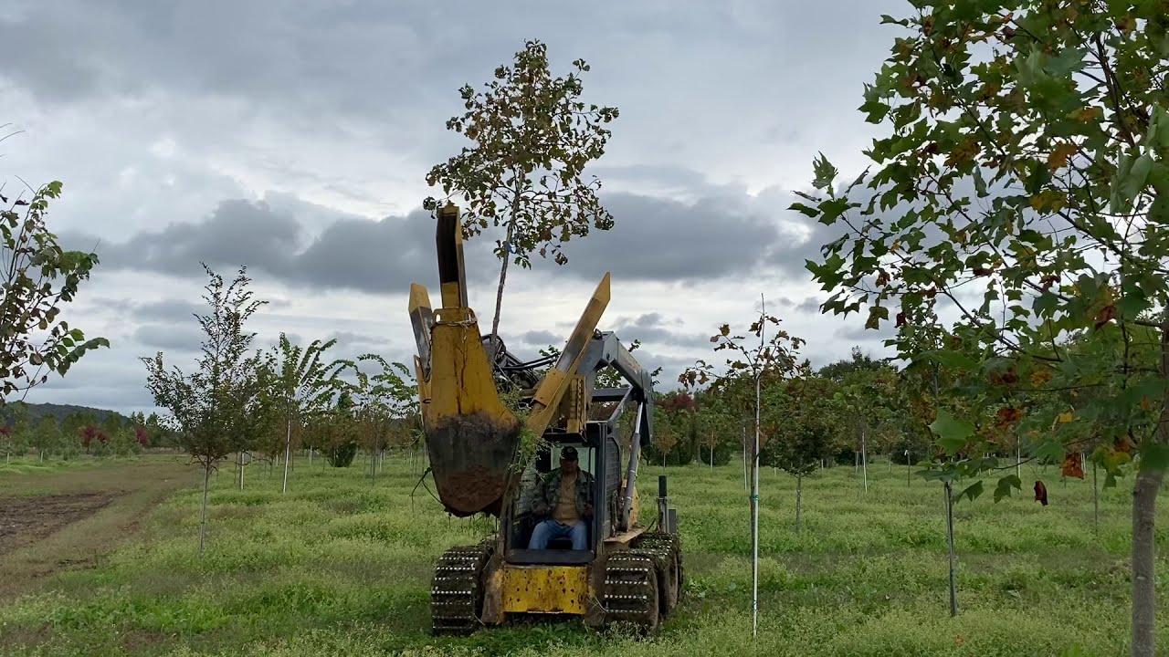 Mechanical spading of 2" caliper white oak at Bremo Trees - YouTube