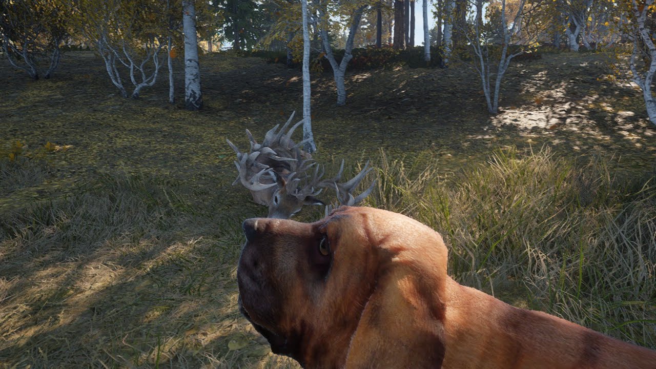 LIVE: OVER 400+ kills FOR GREAT ONE Red DEER grind | theHunter: Call of ...