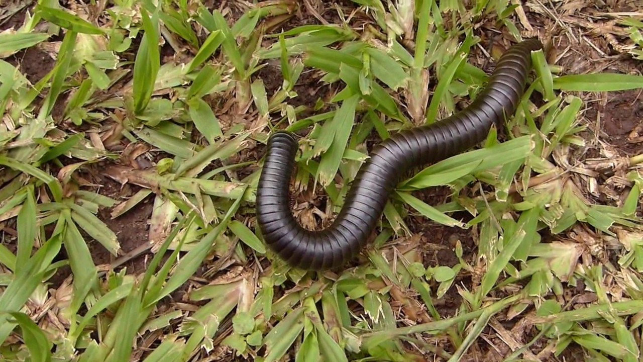 Songololo Malawi - YouTube