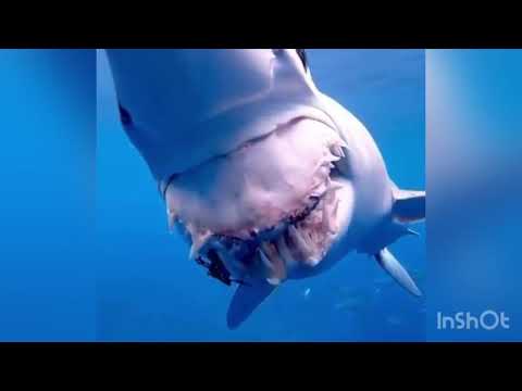 Shark with Jaw ripped out