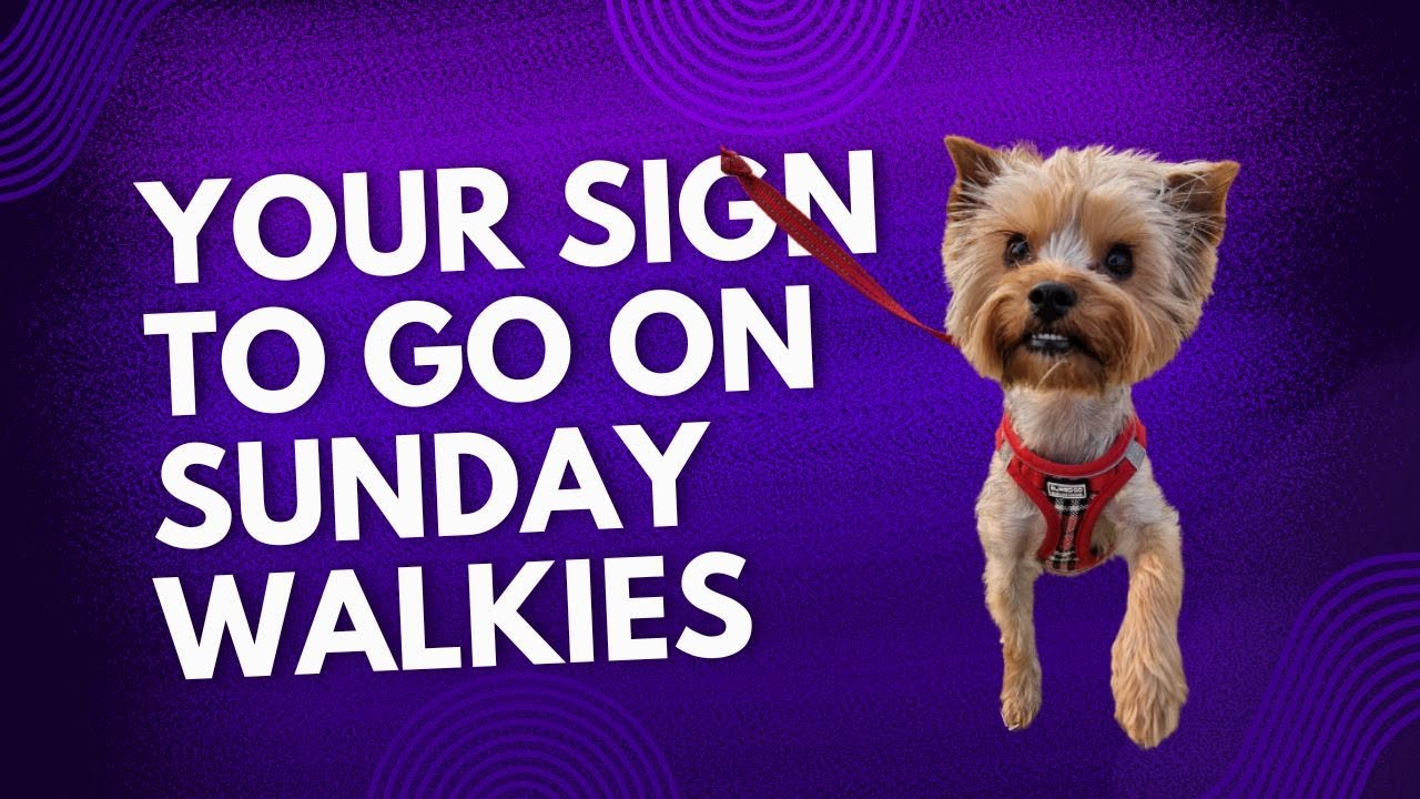 This is your sign to take your doggy on Sunday walkies 💗 - YouTube