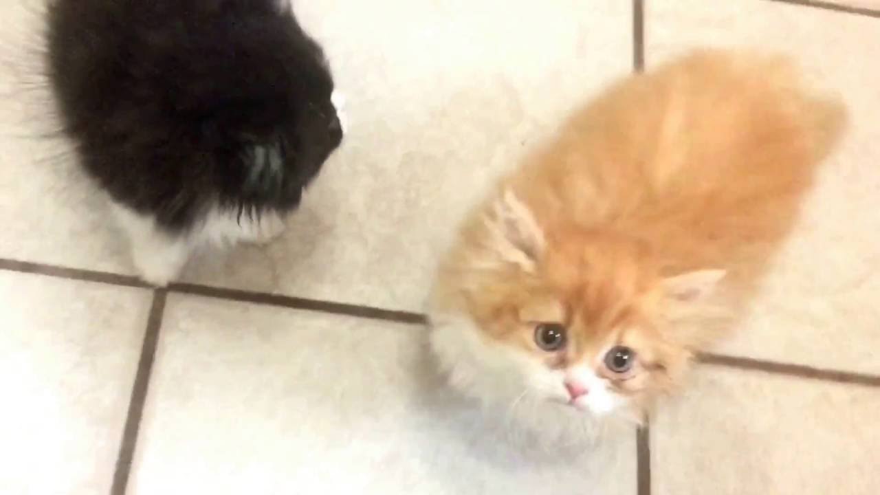 PERSIAN KITTENS MEOWING FOR FOOD - YouTube