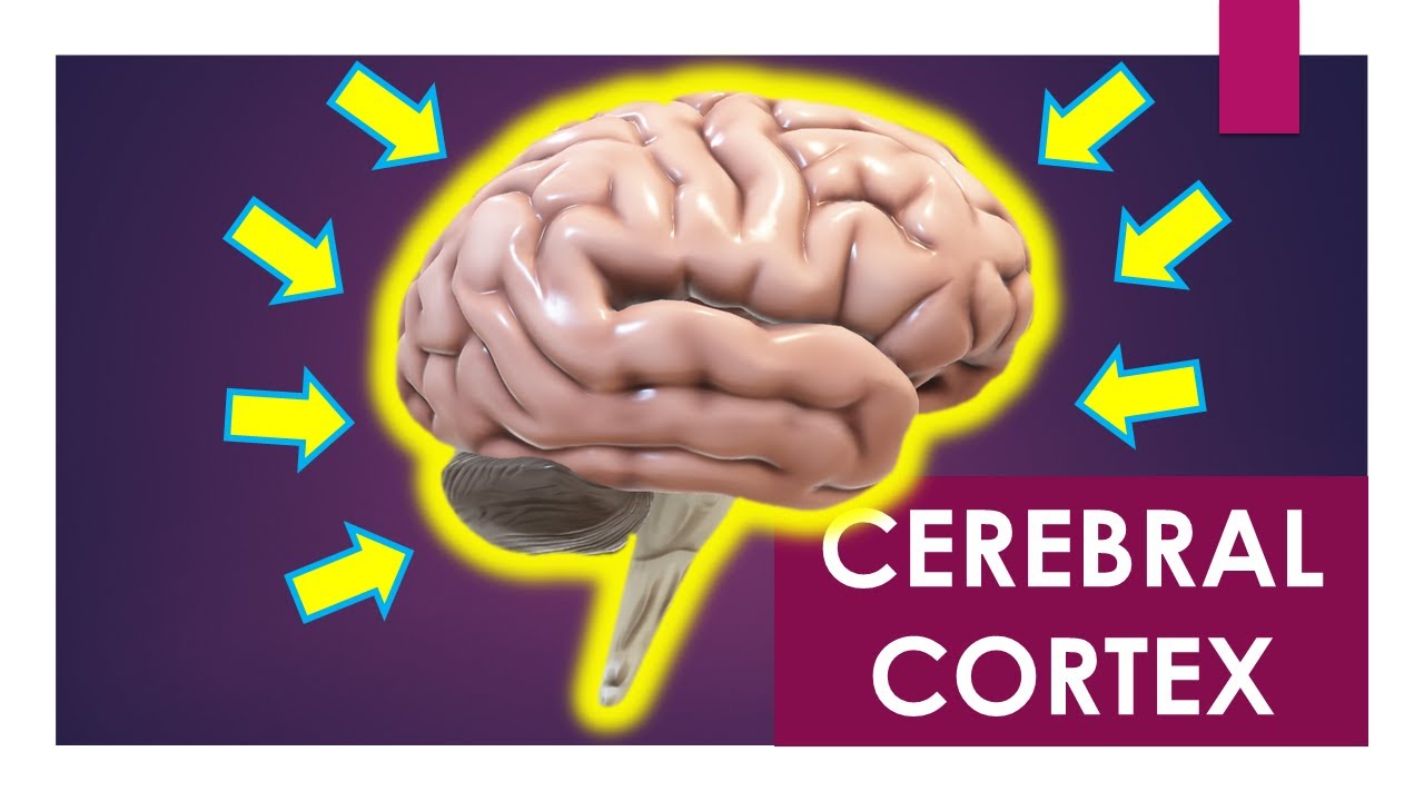 Master CEREBRAL CORTEX in just 1 minute and 32 seconds!! | Parts ...