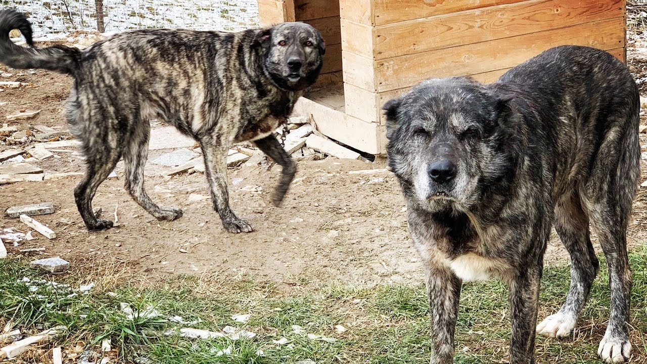 Illyrian Molos || Dodonia Eagle Best Of Breeds #bestof #ancient_history ...