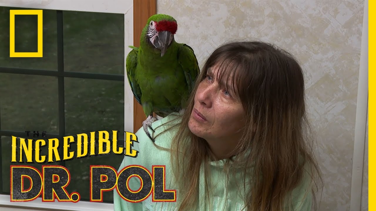A Macaw With Loose Poop | The Incredible Dr. Pol - YouTube