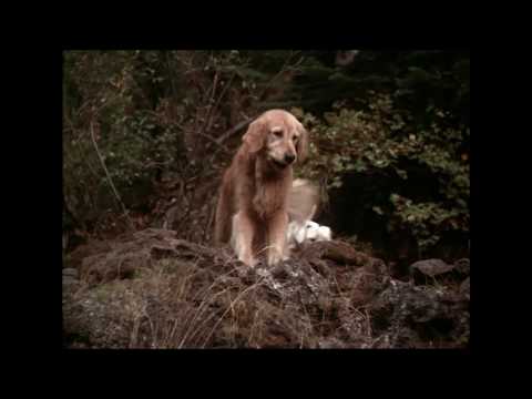 Den Utrolige Reisen - Sassy i elva (HD)
